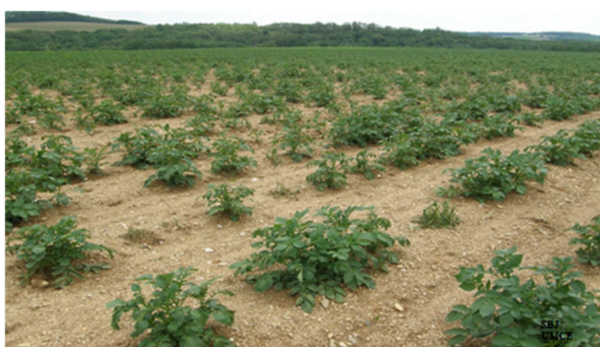 Proactively Managing Blackleg in the AuSPICA Seed Scheme – A Success ...